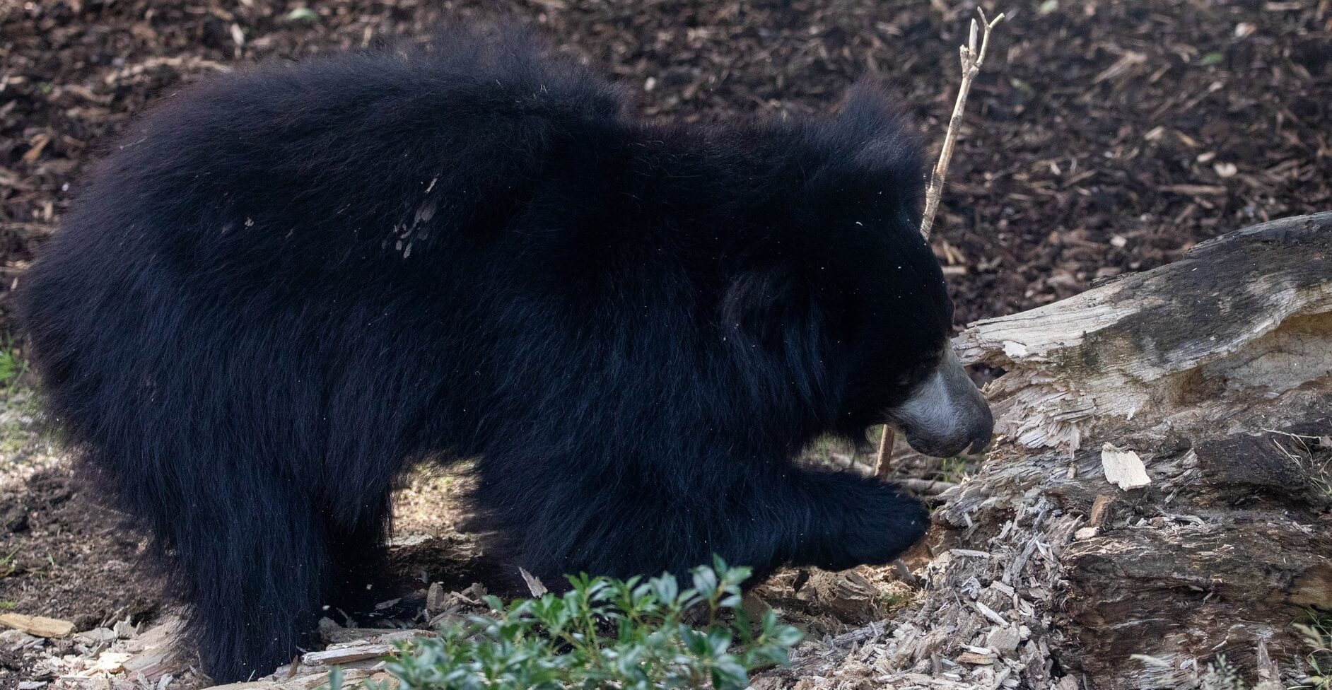 Sloth bears fact file: Diet